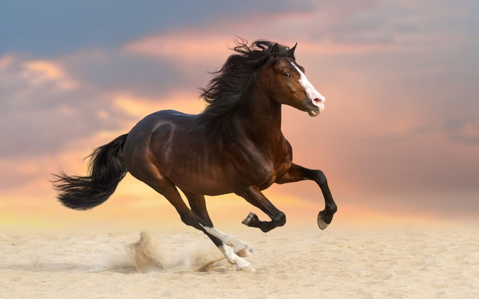 How Fast Can a Horse Run? Speed, Breeds, & Factors?